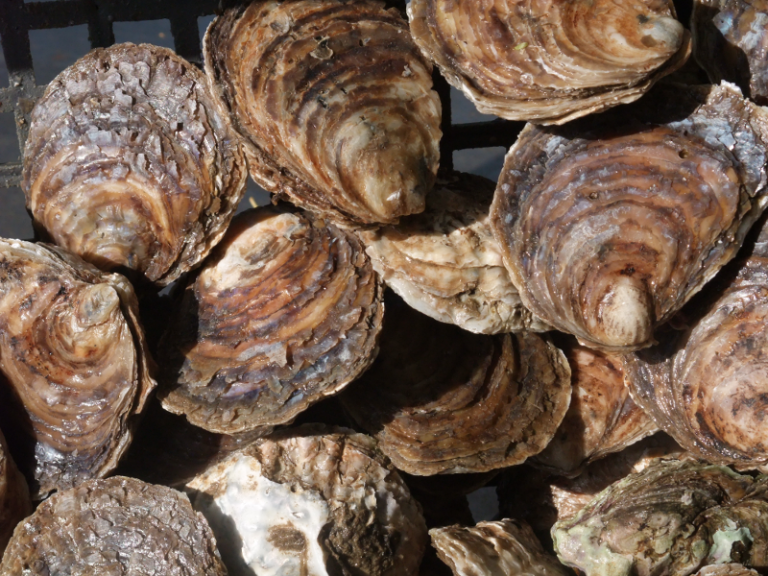 Nos huîtres - Huîtrières du Château de Bélon